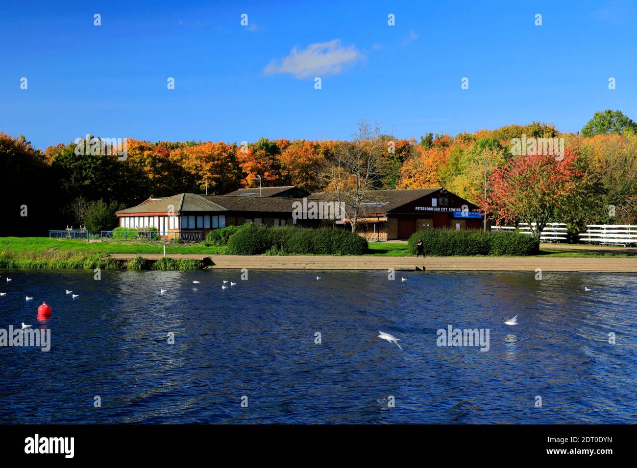 The rowing lake at Thorpe Meadows, Peterborough city, Cambridgeshire ...