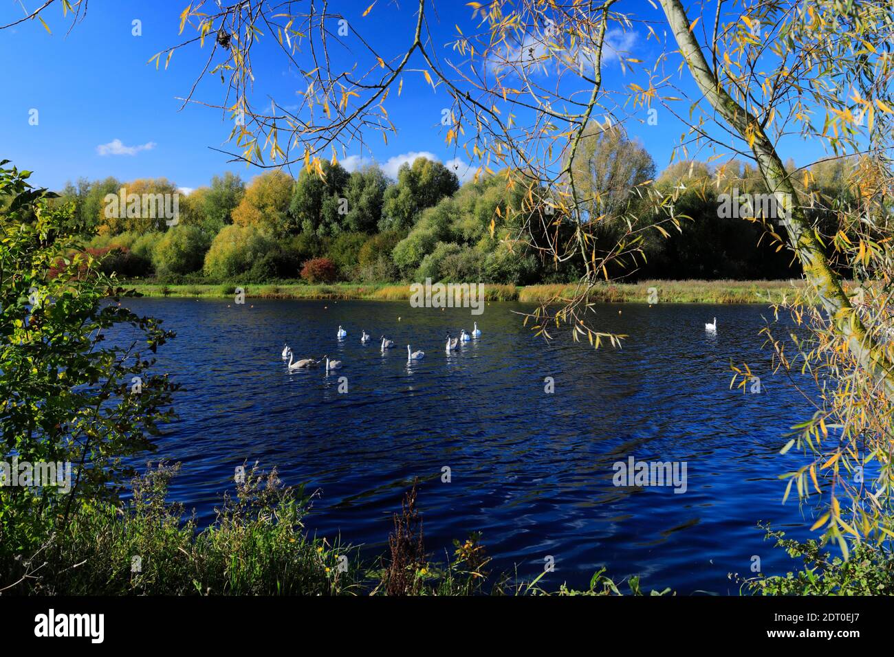 The rowing lake at Thorpe Meadows, Peterborough city, Cambridgeshire ...