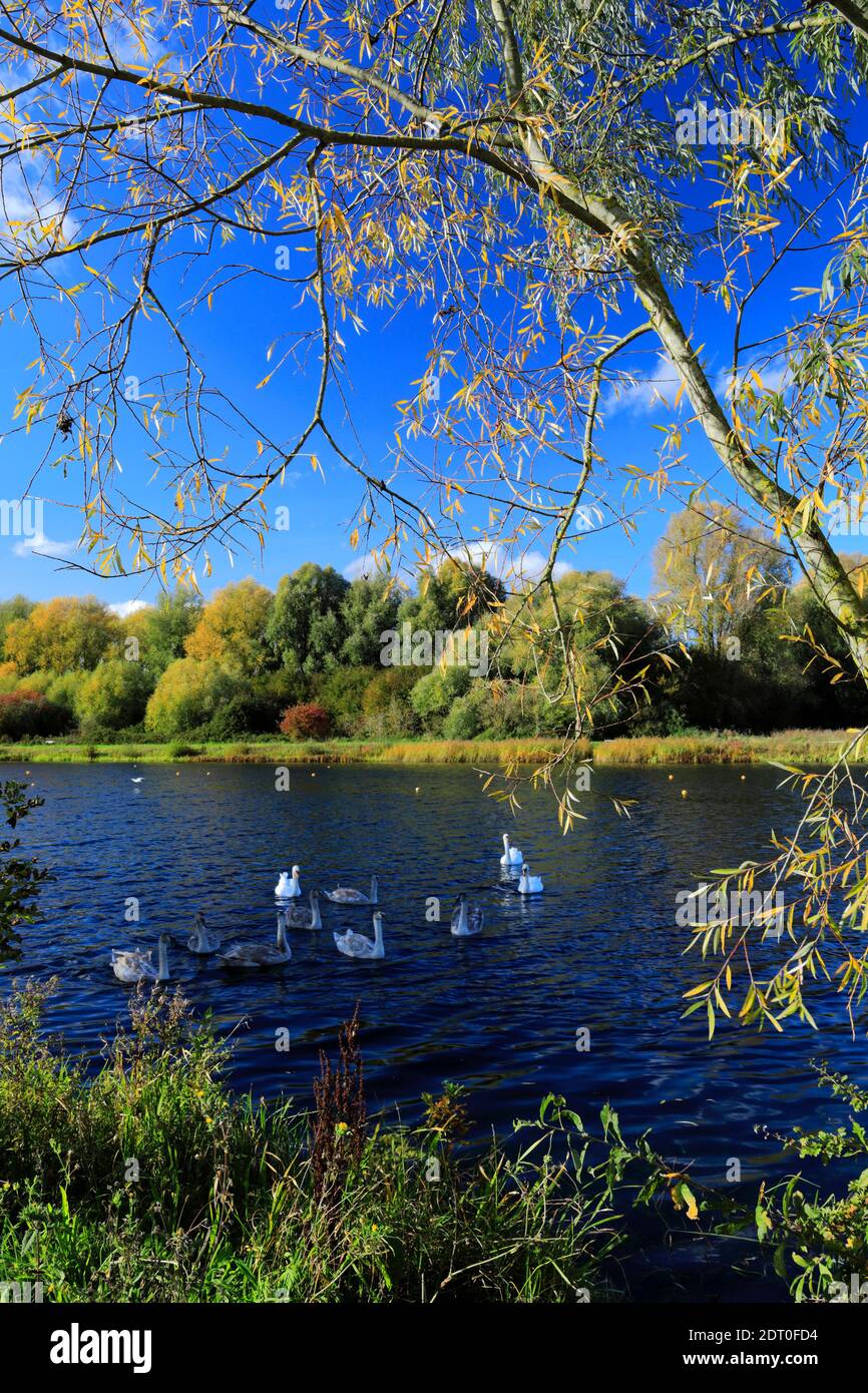 The rowing lake at Thorpe Meadows, Peterborough city, Cambridgeshire ...