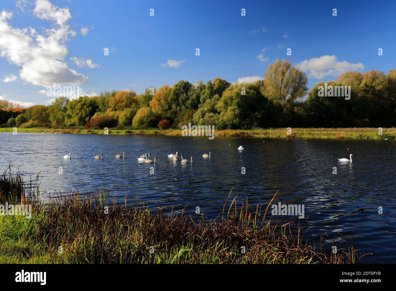 The rowing lake at Thorpe Meadows, Peterborough city, Cambridgeshire ...