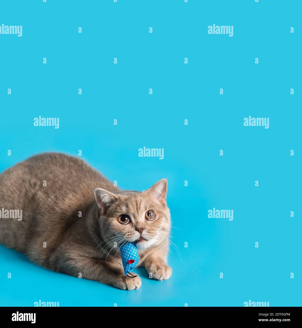 Bottom of a mouse hi-res stock photography and images - Alamy