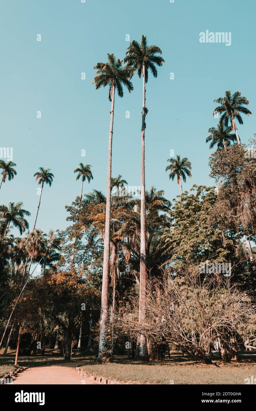 A vertical shot of tall palm trees surrounded by short trees Stock ...