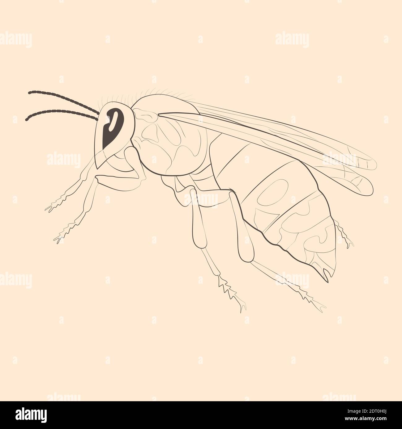 Hornet animal Stock Vector Images - Alamy