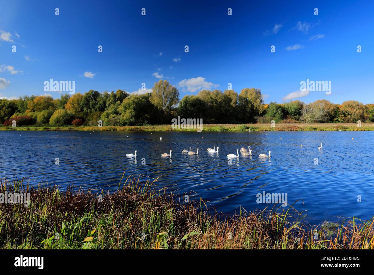 The rowing lake at Thorpe Meadows, Peterborough city, Cambridgeshire ...