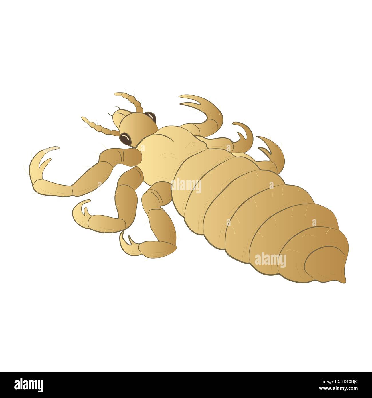 Lice Vector Vectors High Resolution Stock Photography and Images - Alamy