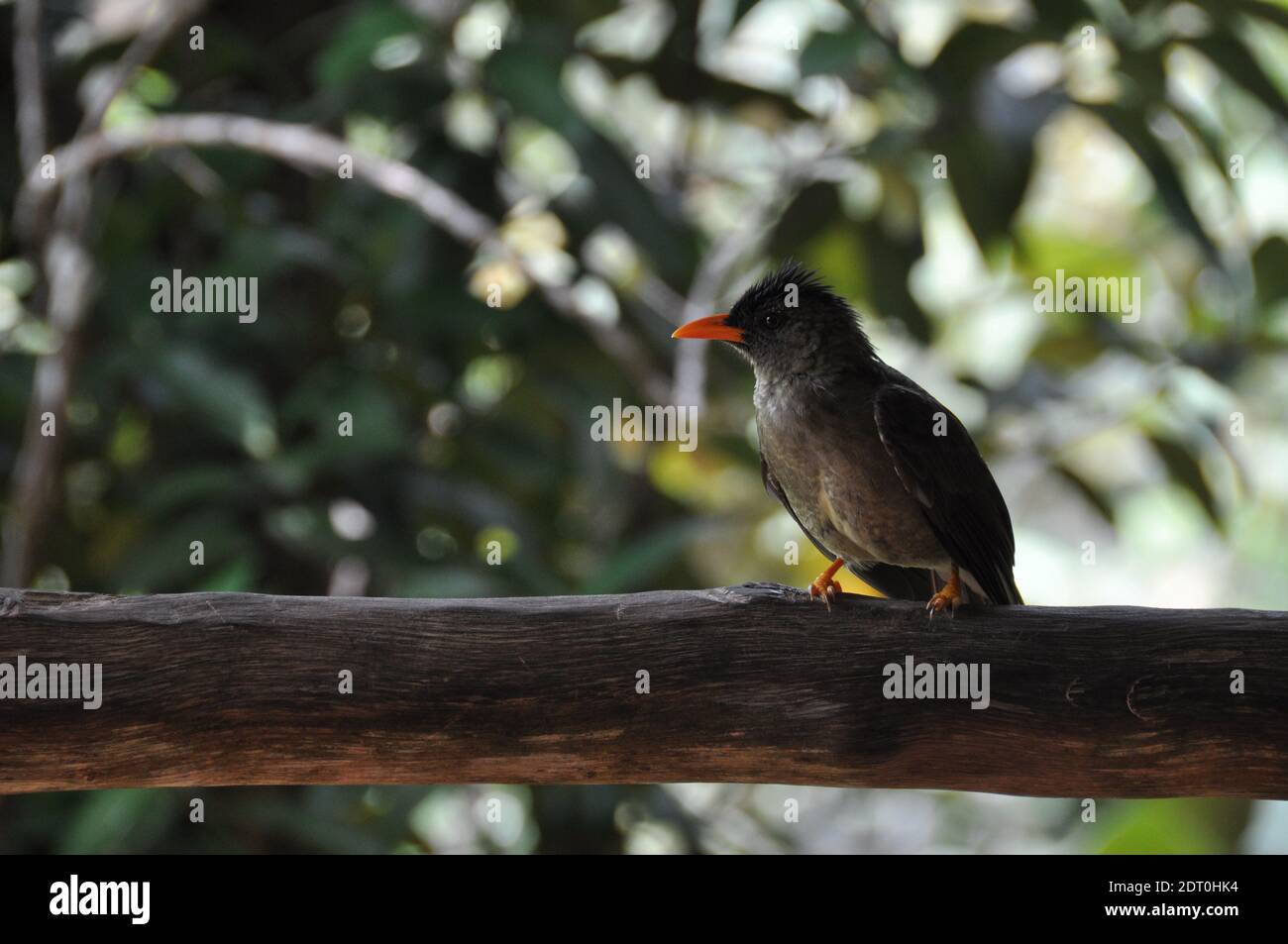 Bulbul, Pycnonotus is a genus of songbird of the Bulbul family Stock ...