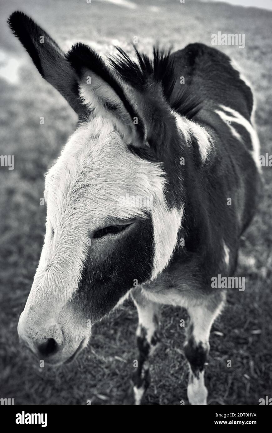 Donkey With Trailer High Resolution Stock Photography and Images - Alamy
