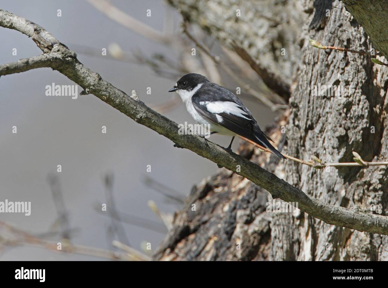 Semi-collared Flycatcher (Ficedula semitorquata) adult male perched on ...