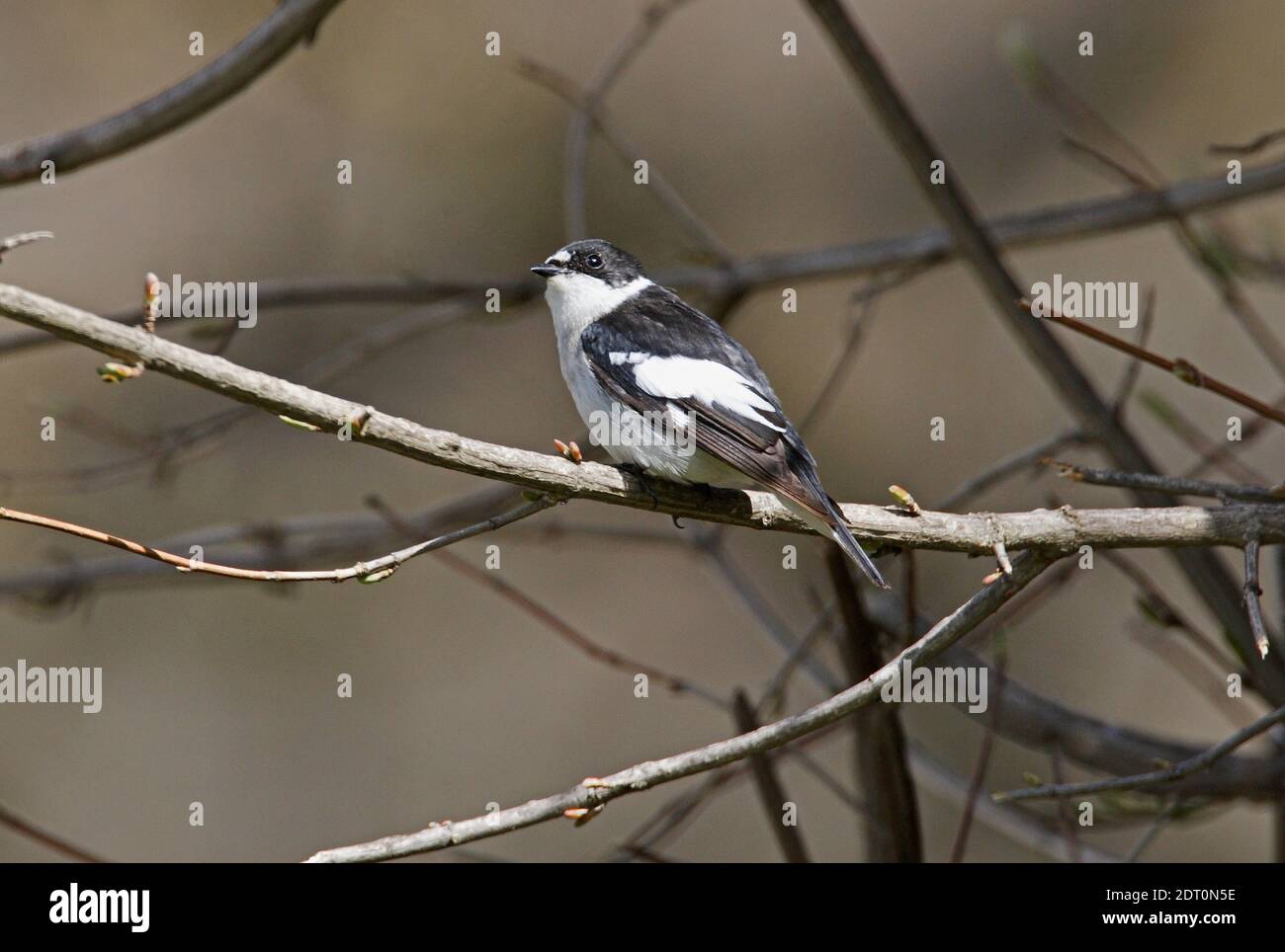 Semi-collared Flycatcher (Ficedula semitorquata) adult male perched on ...