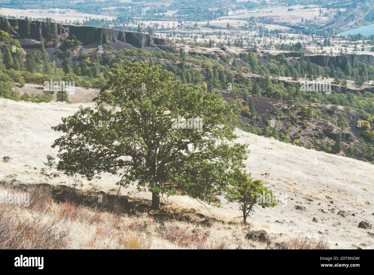 A green tree in a thin fores Stock Photo - Alamy