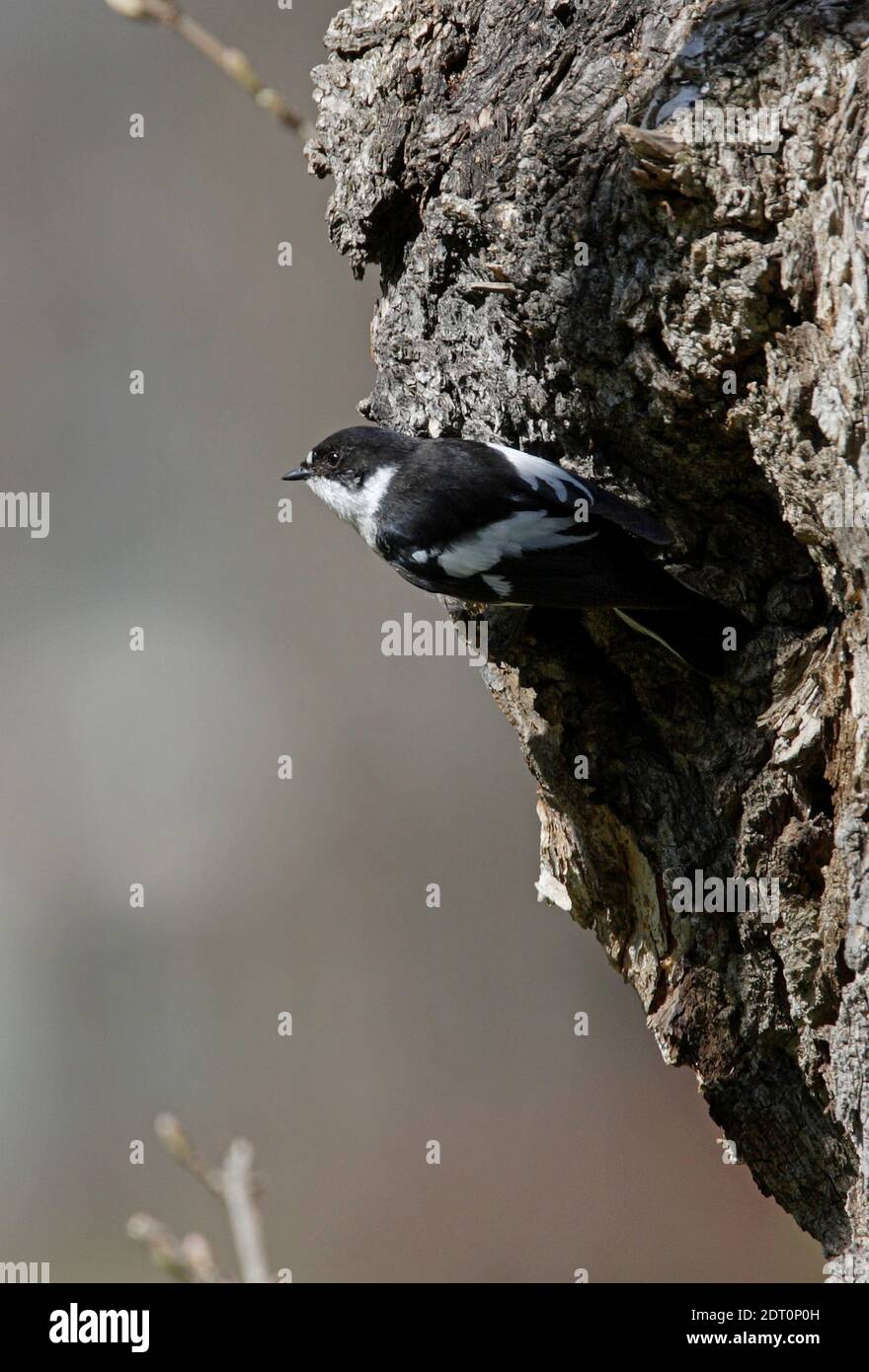 Ficedula semitorquata hi-res stock photography and images - Alamy