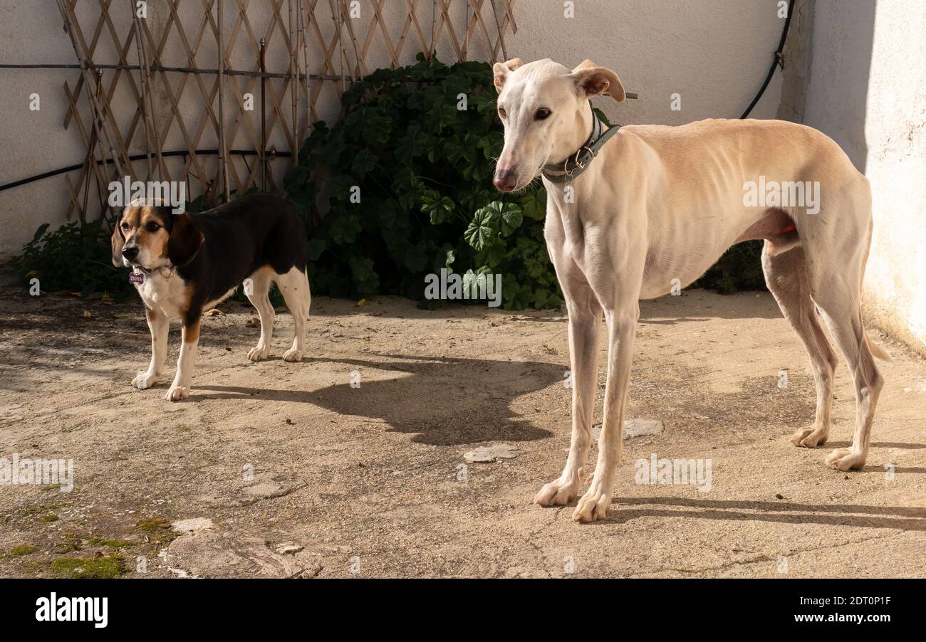 A galgo dog and a beagle standing under the sunlight in the yard of a ...