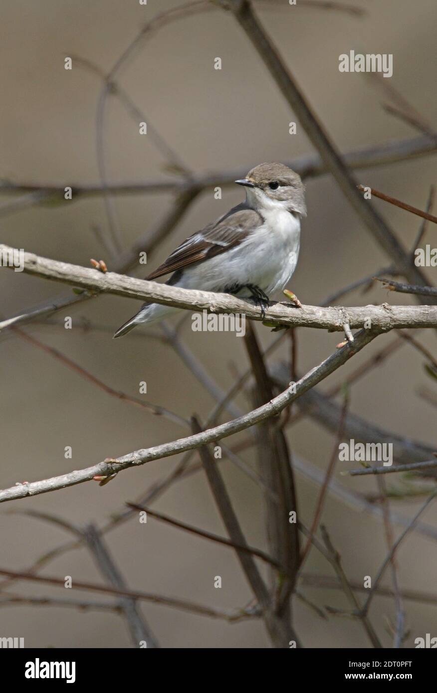 Semi-collared Flycatcher (Ficedula semitorquata) female perched on ...