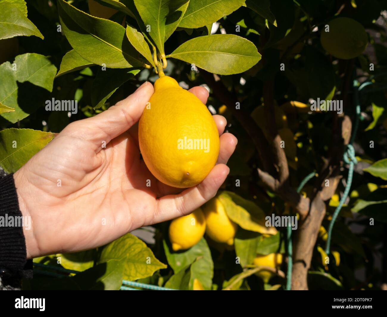Cutting lemon from tree hand hi-res stock photography and images - Alamy