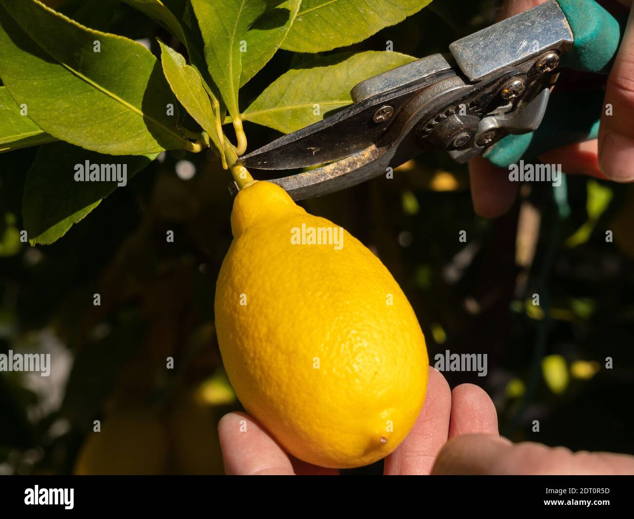 Picking from a lemon tree hi-res stock photography and images - Alamy