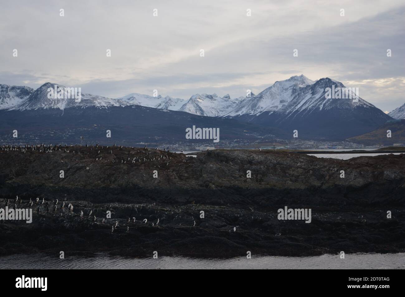 A view of a waddle of penguin near a shore on a snowy mountainous ...