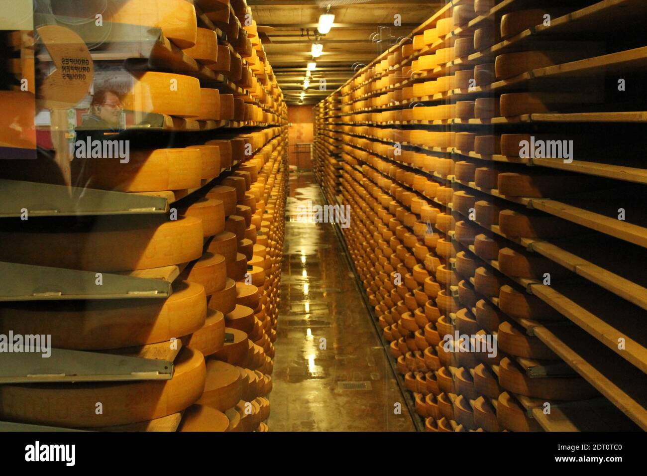 Hard cheese storage. Large drying of hard cheese. Aged hard cheese ...