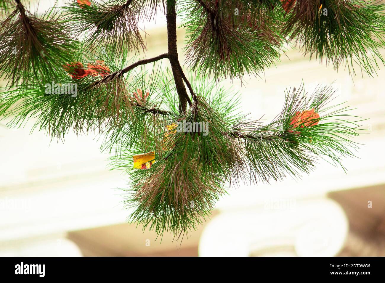 Pine tree branch and leaves with column in background Stock Photo - Alamy
