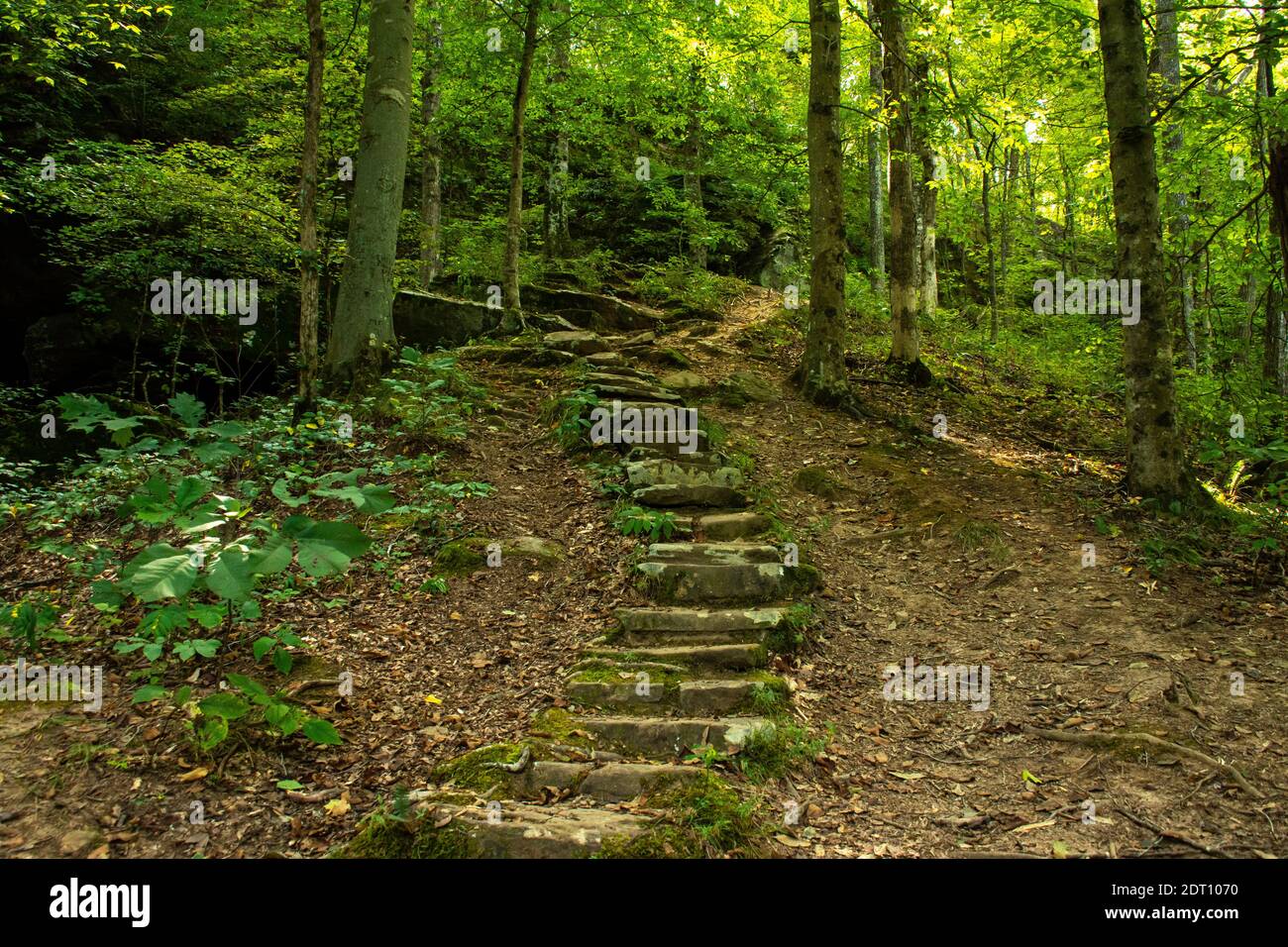 Steps along the hiking trail towards bell Smith Springs. Shawnee ...