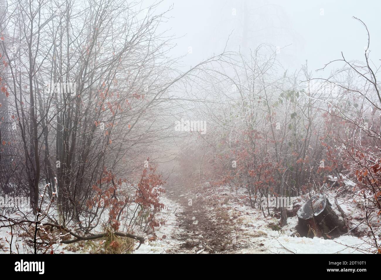 Slovakia forest hi-res stock photography and images - Alamy
