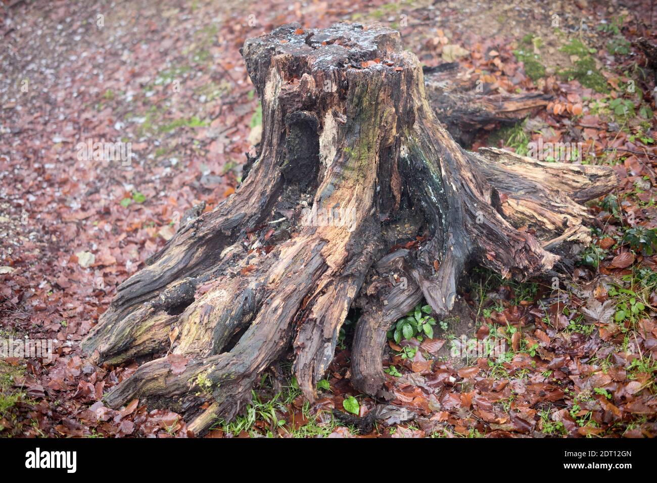 Baumwurzeln baumwurzeln hi-res stock photography and images - Alamy