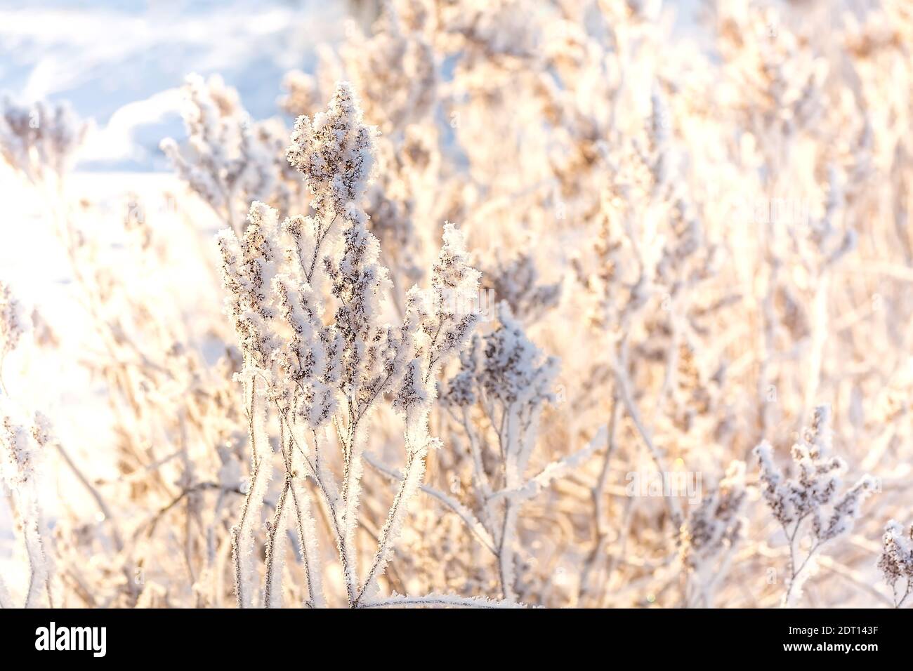 Frost landscape hi-res stock photography and images - Alamy