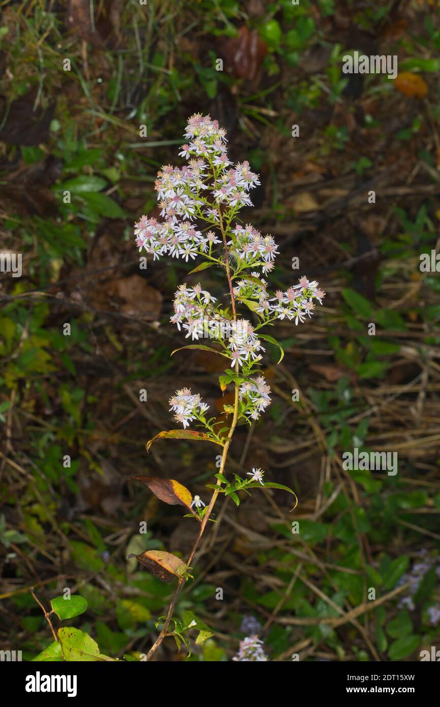 Symphyotrichum Urophyllum High Resolution Stock Photography and Images ...