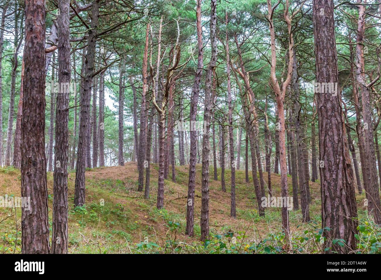 Formby Pinewoods High Resolution Stock Photography and Images - Alamy