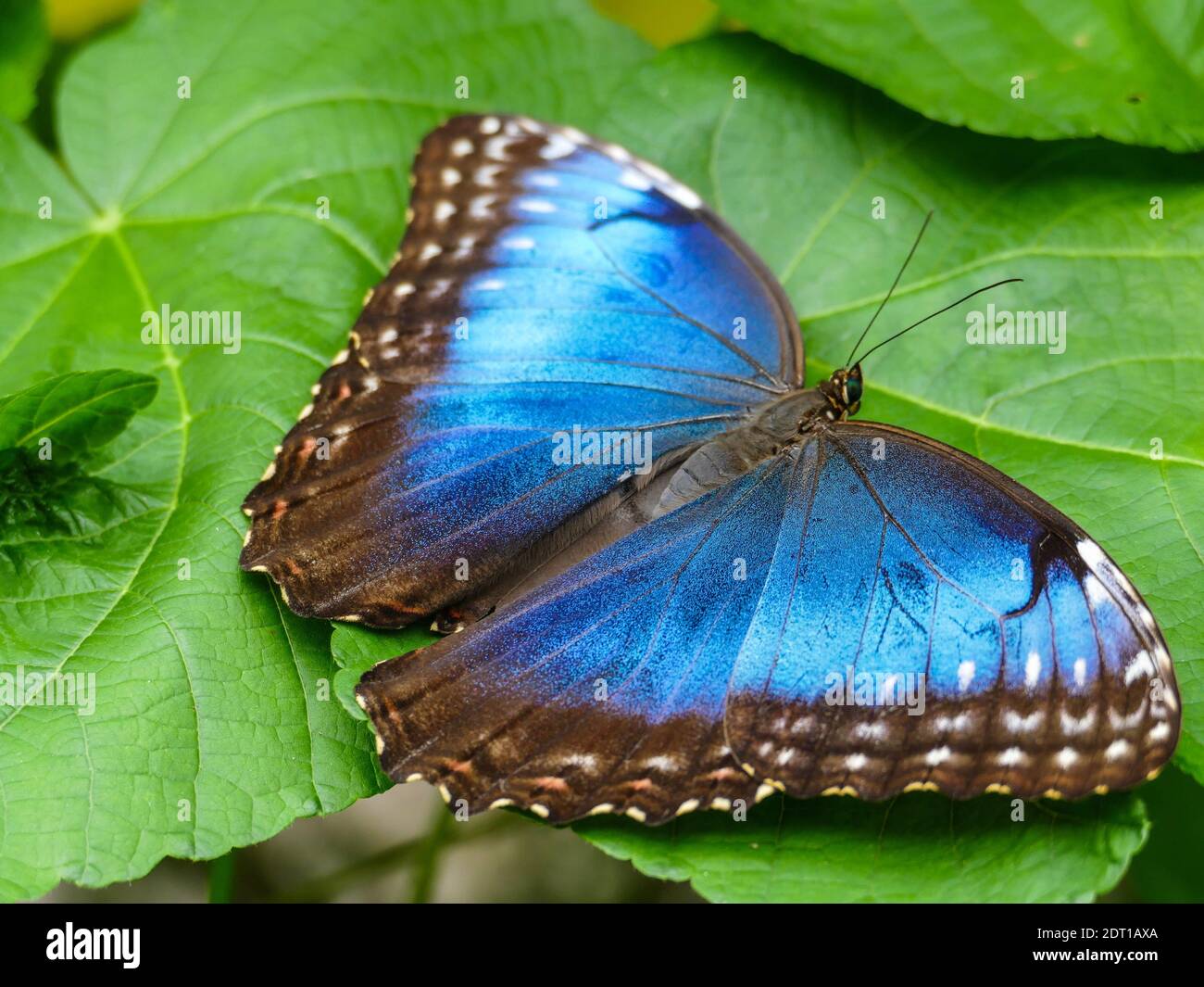 Miami blue butterfly macro hi-res stock photography and images - Alamy