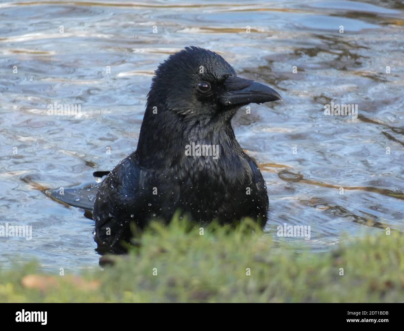 Raven of bath hi-res stock photography and images - Alamy