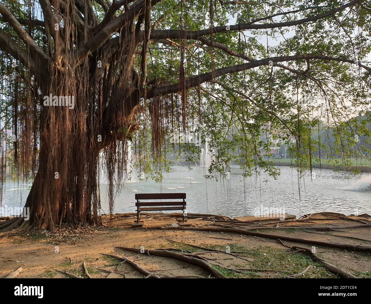 Bench seat under willow tree hi-res stock photography and images - Alamy