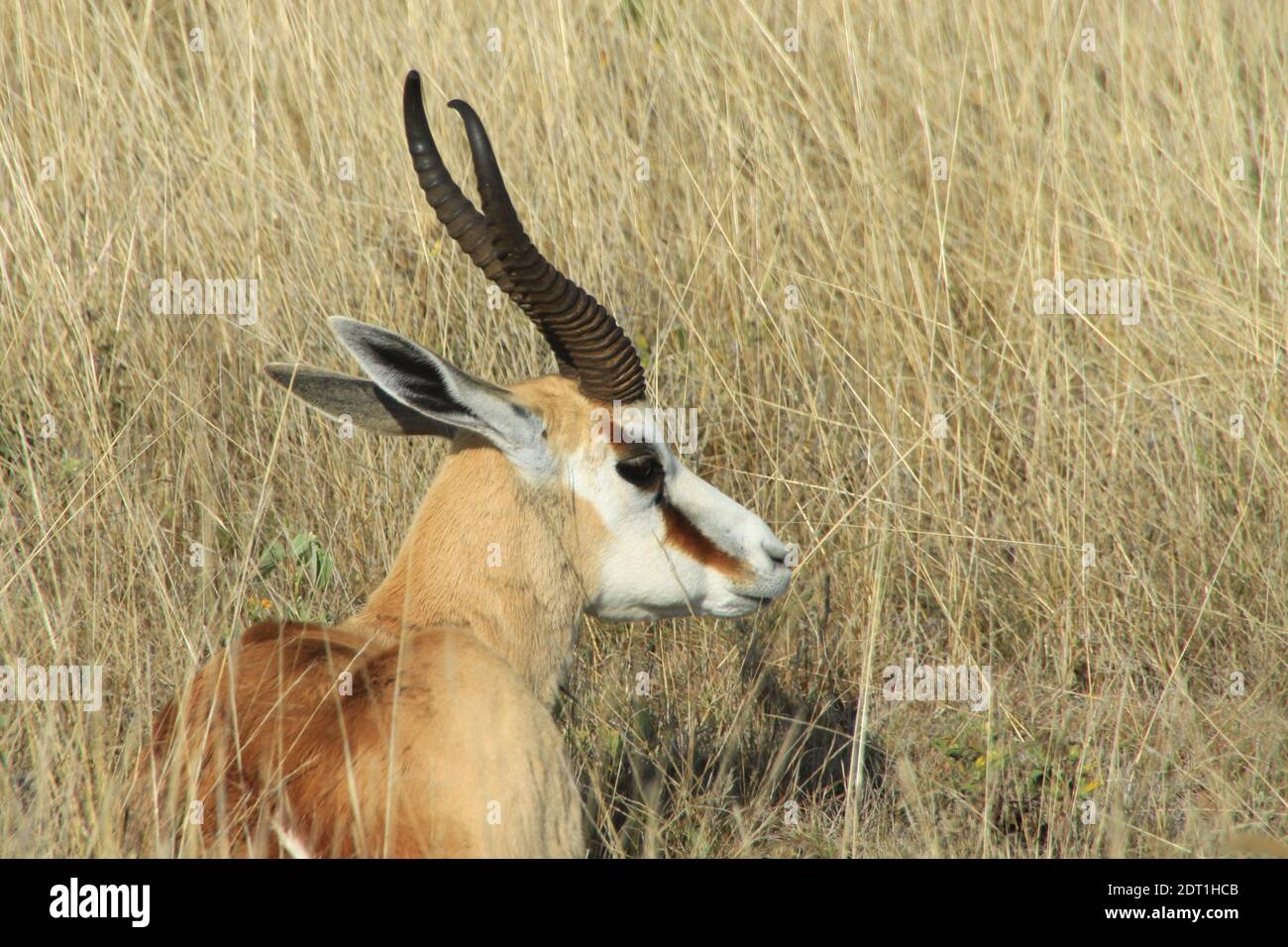 Springbok lying down hi-res stock photography and images - Alamy