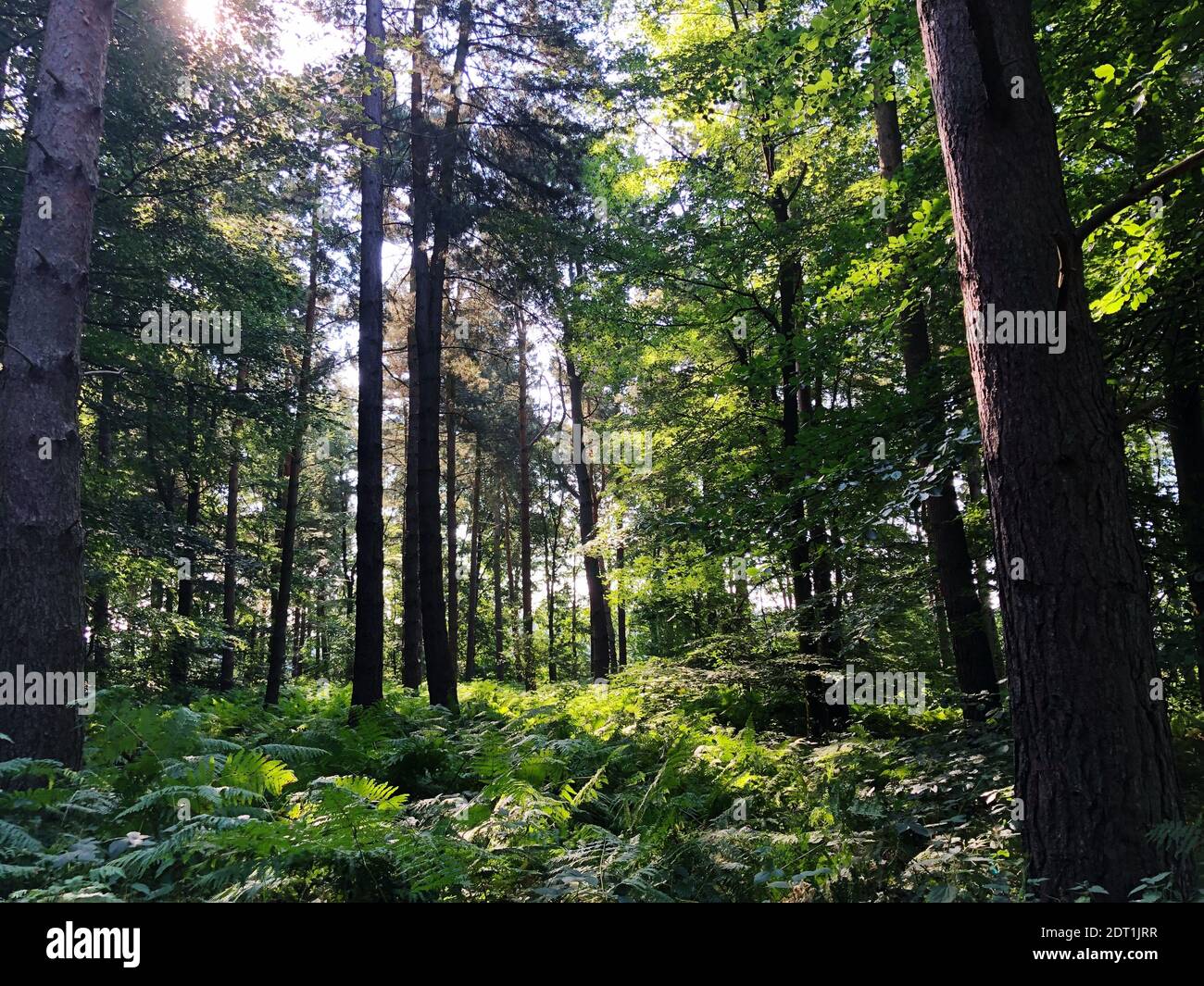 Kings clipstone hi-res stock photography and images - Alamy