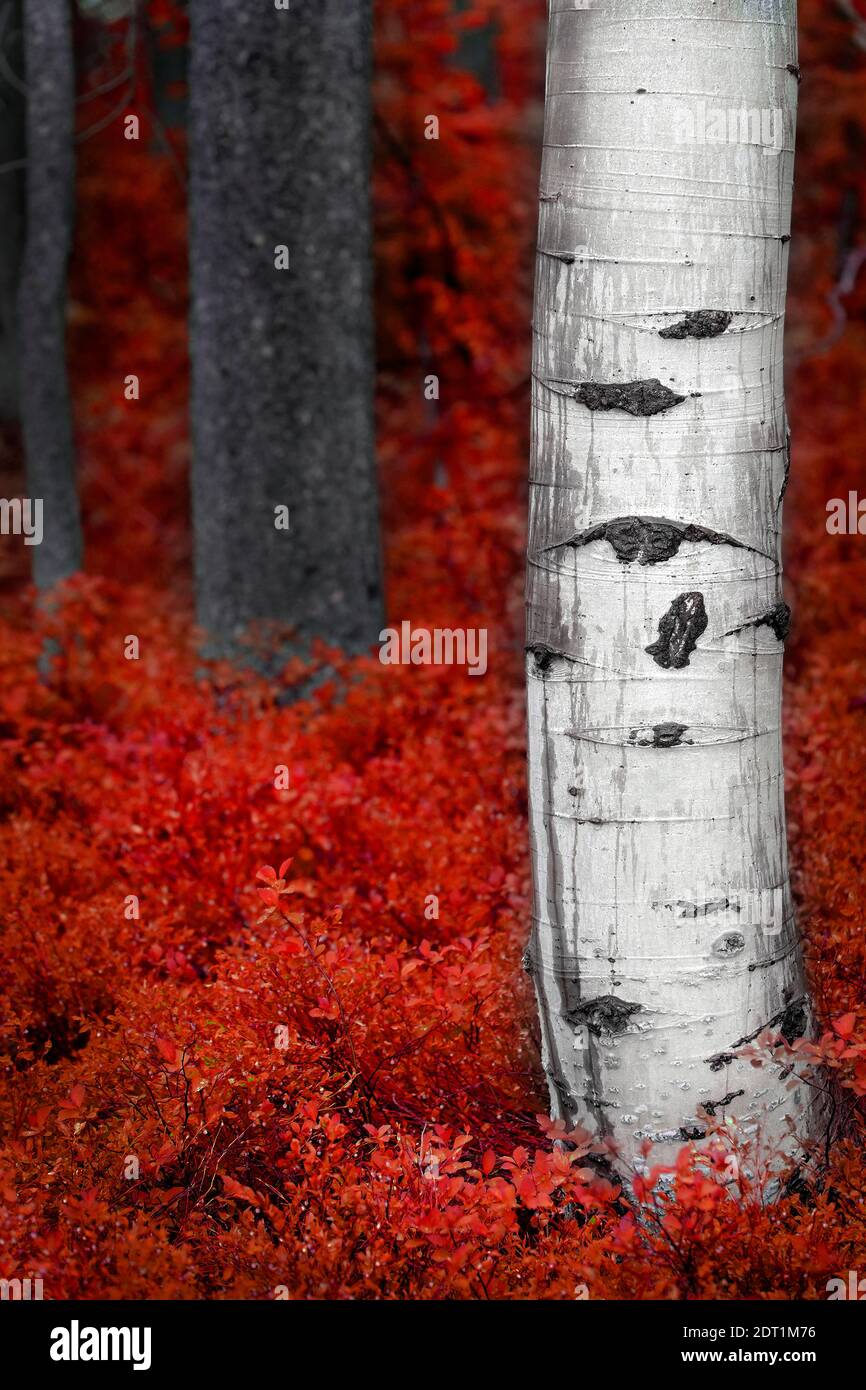 Aspen birch tree in forest with green growth Stock Photo - Alamy
