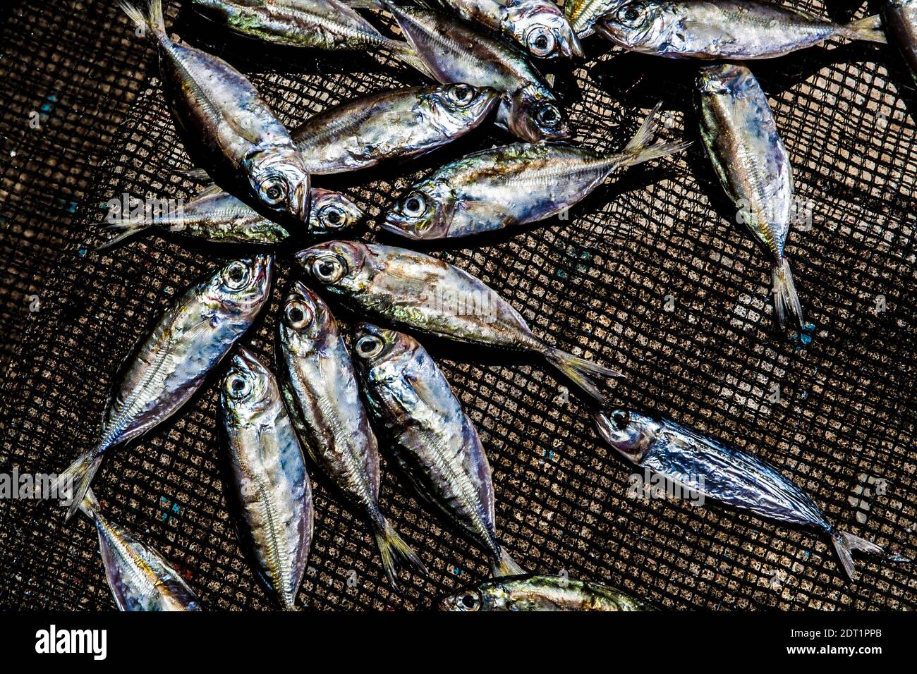 Legazpi: life in a port in the Philippines. The series is produced in a ...