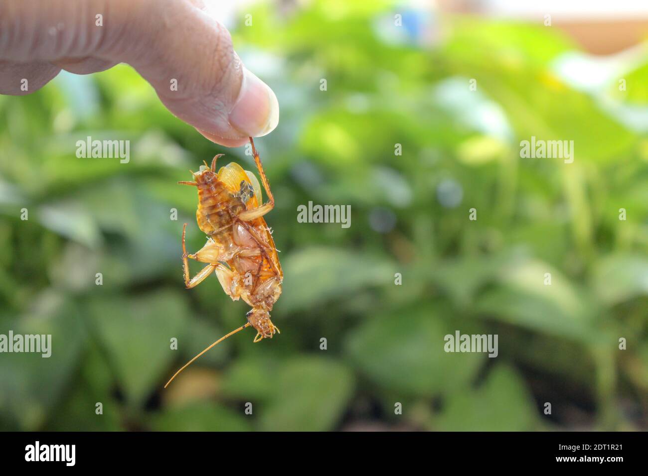 Cockroach plant hi-res stock photography and images - Alamy