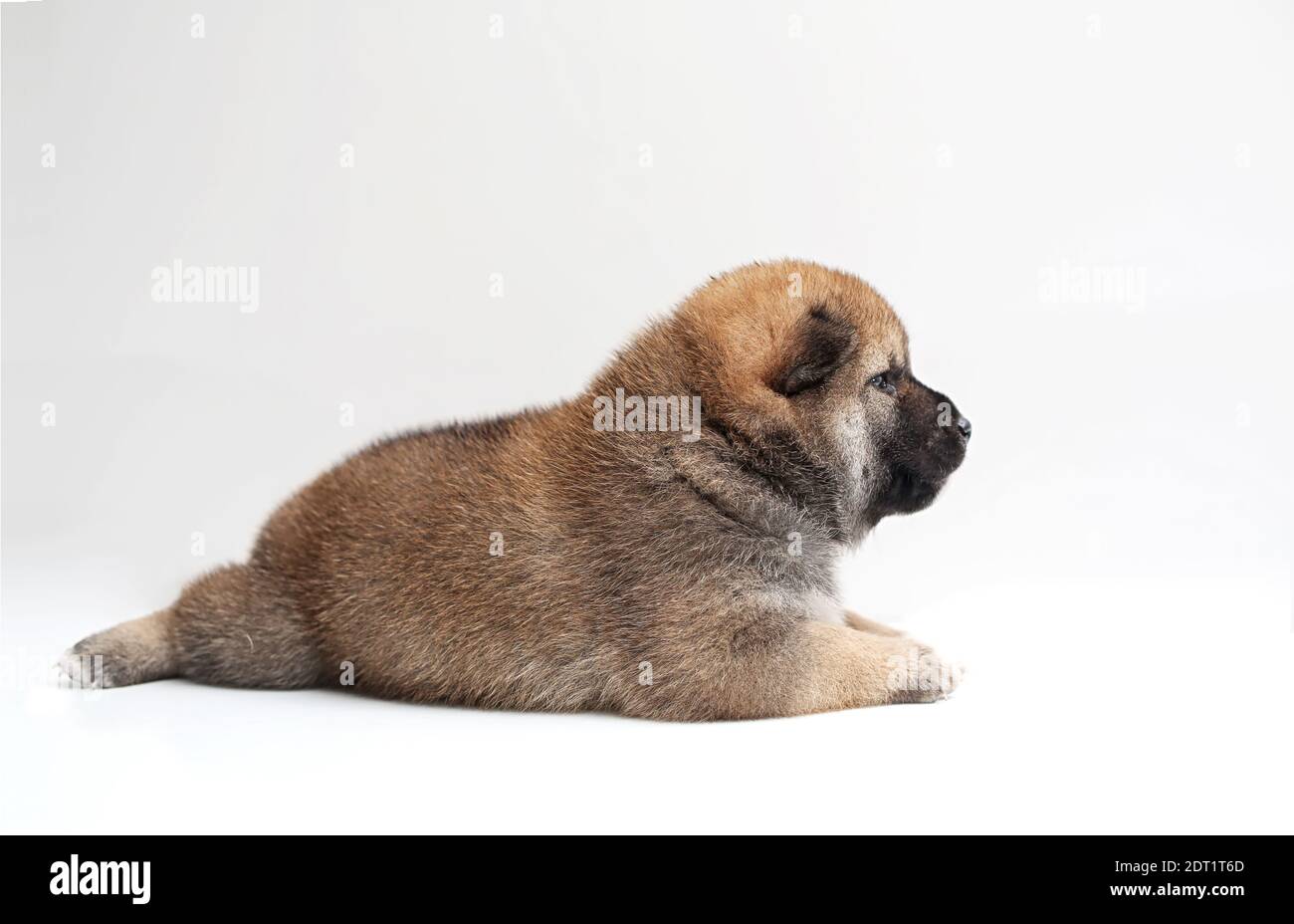 Newborn Baby Shiba Inu