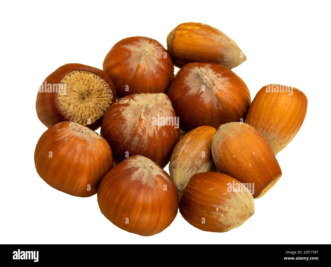 Indian hazelnut hi-res stock photography and images - Alamy