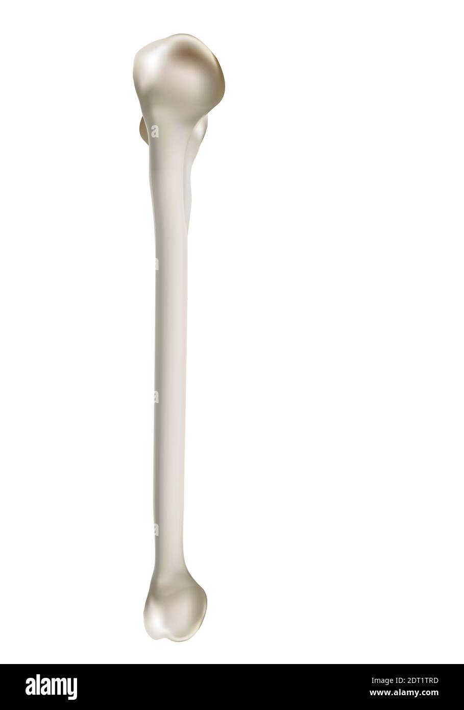 Cut human bone hi-res stock photography and images - Alamy