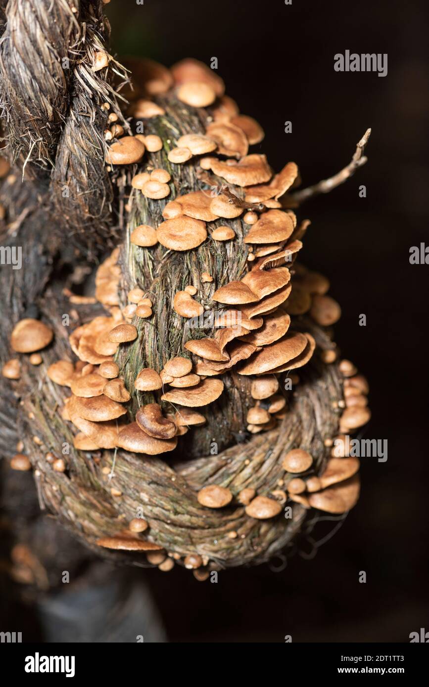 fungus on rope Stock Photo - Alamy