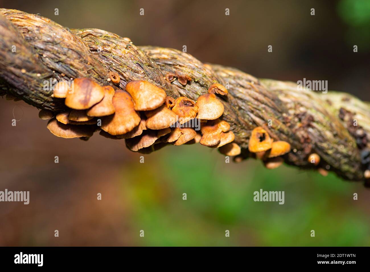fungus on rope Stock Photo - Alamy