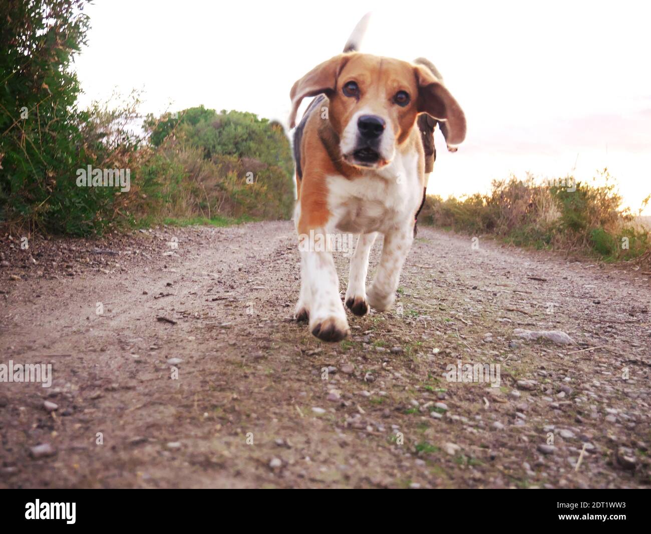 Beagle hunting hi-res stock photography and images - Alamy
