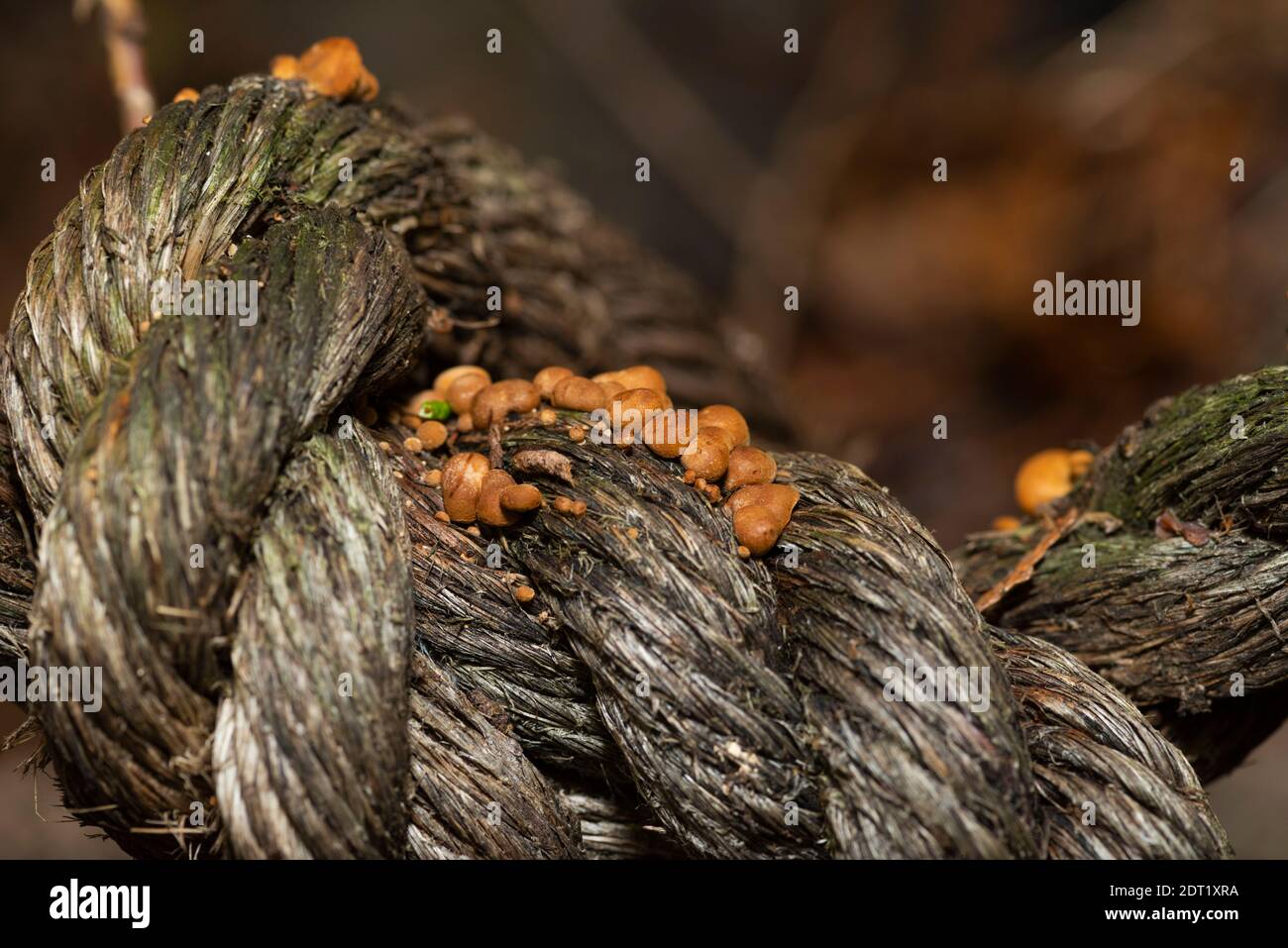 fungus on rope Stock Photo - Alamy
