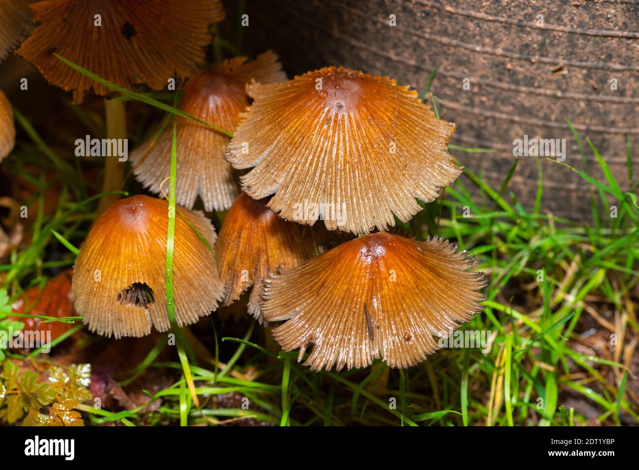 Mica cap hi-res stock photography and images - Alamy