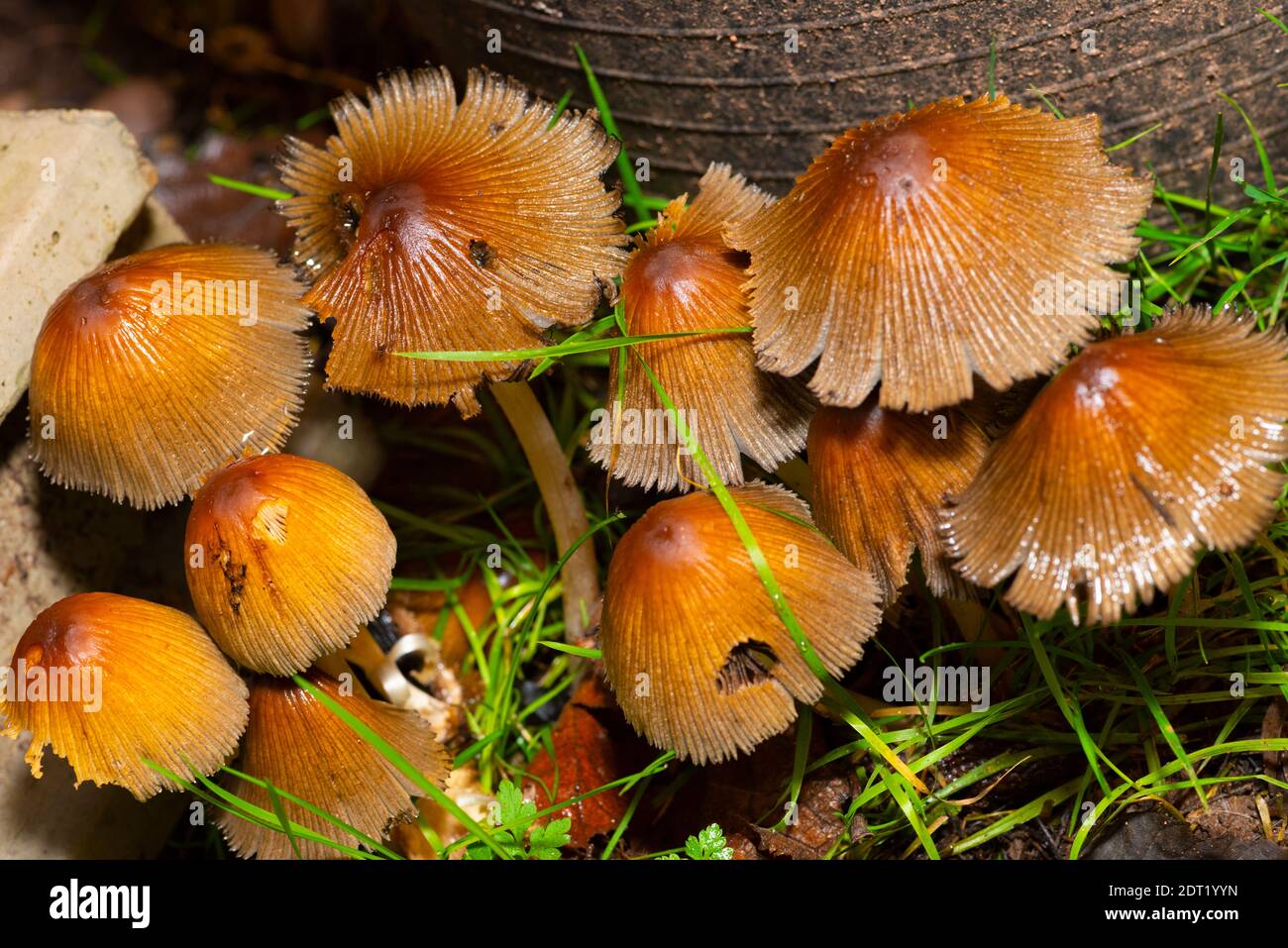Mica cap hi-res stock photography and images - Alamy