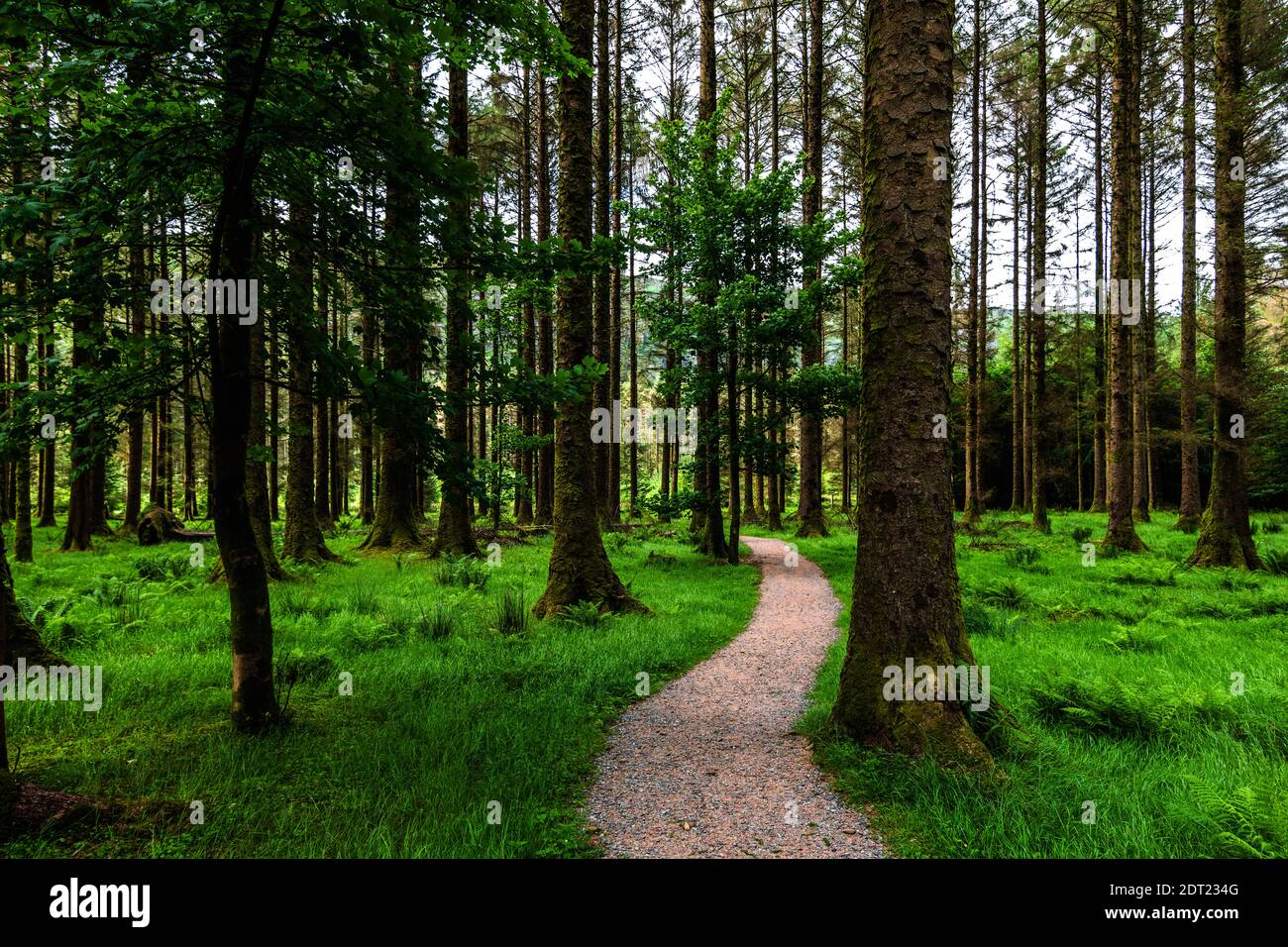 The hidden path in the green Irish forest Stock Photo - Alamy