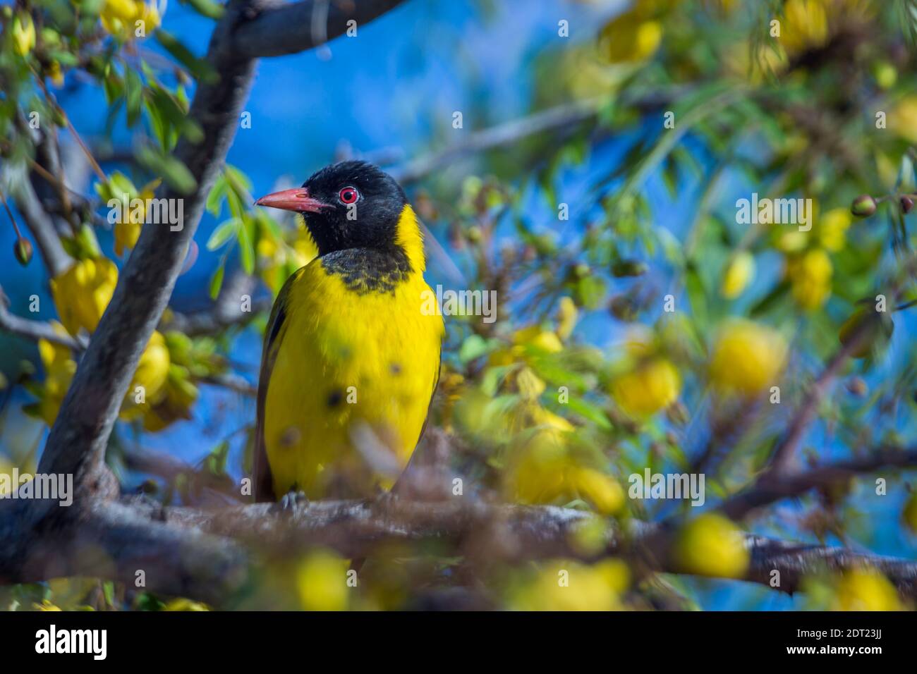African Black headed Oriole in yellow flowers tree in Kruger National ...