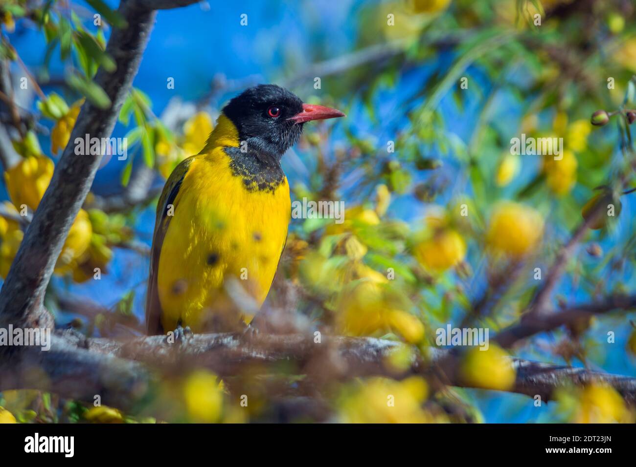 African Black headed Oriole in yellow flowers tree in Kruger National ...
