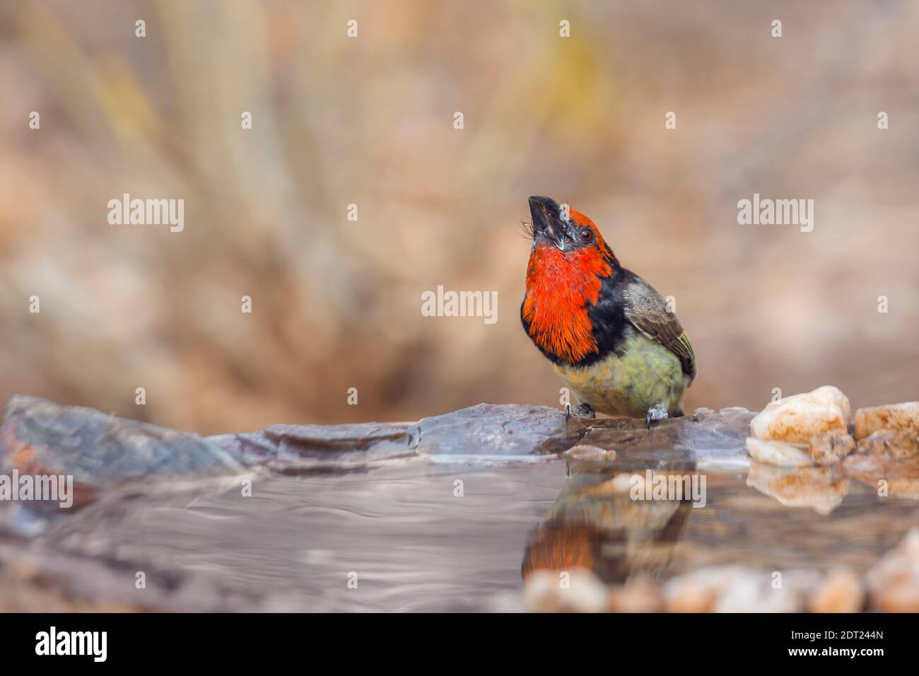 Black collared Barbet standing at waterhole in Kruger National park ...