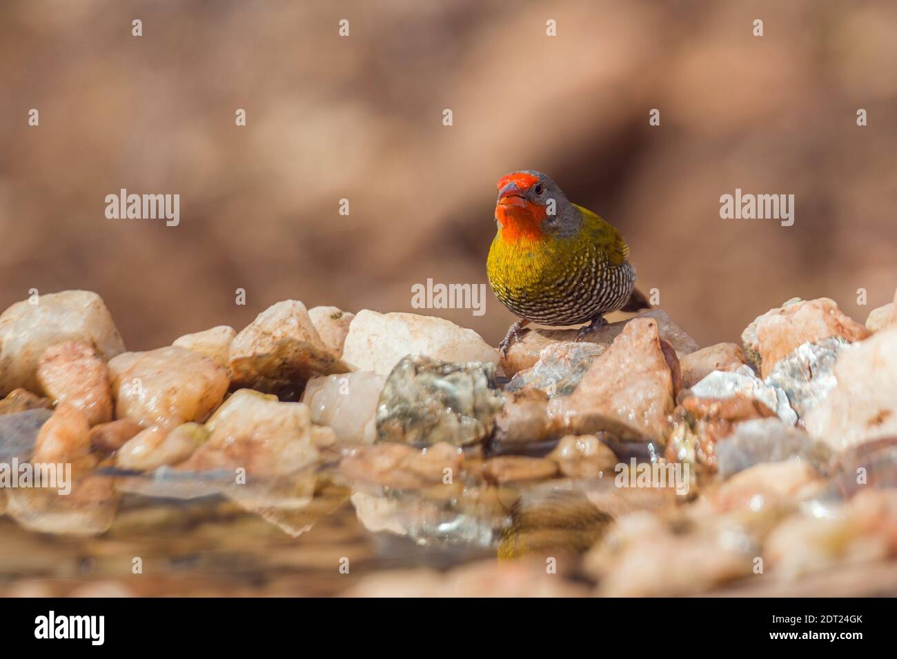 Green winged Pytilia male standing at waterhole front view in Kruger ...